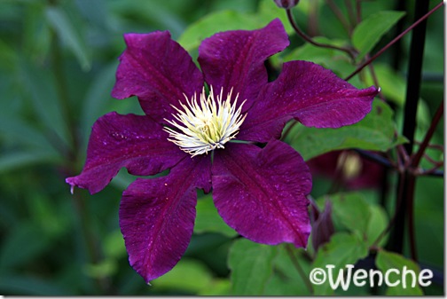 Wenches hage: Clematis, roser og liljer